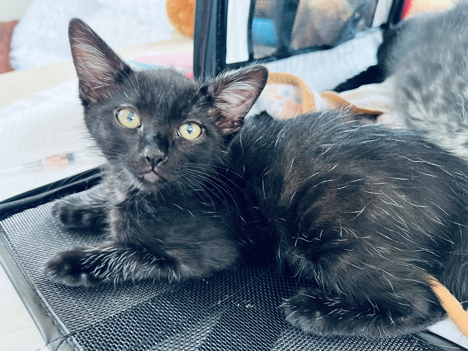 Cats for Adoption in Wickenburg, Arizona | Alpha Paw
