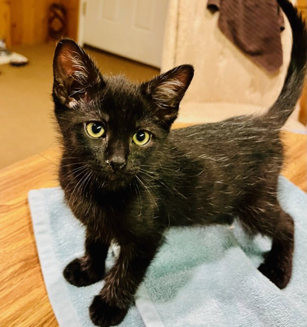 Cats for Adoption in Wickenburg, Arizona | Alpha Paw
