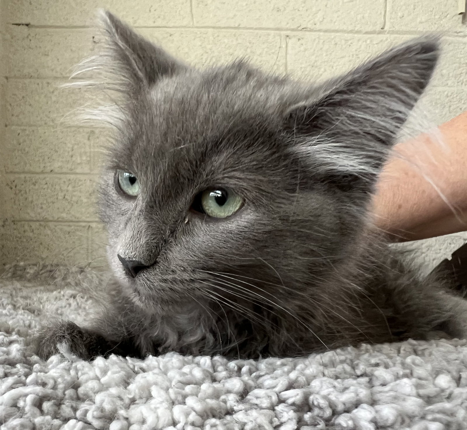 Cats for Adoption in Phoenix, Arizona | Alpha Paw