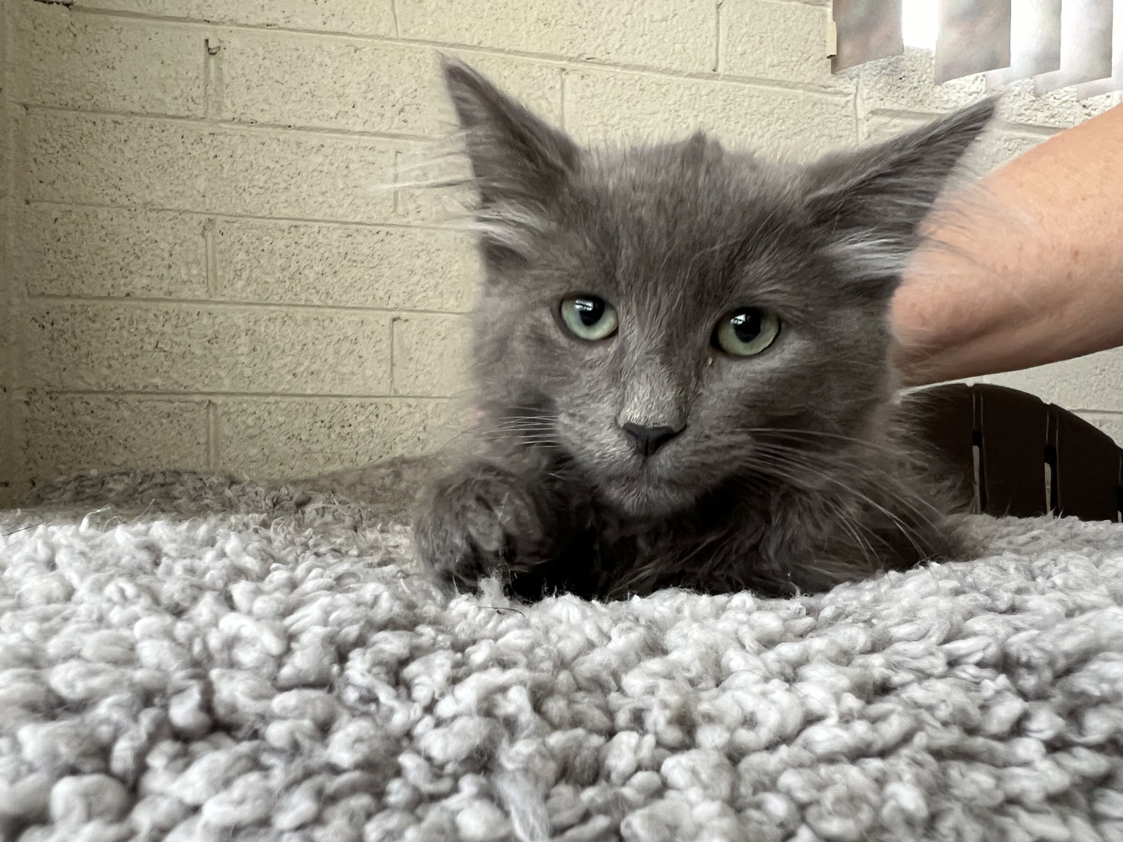Cats for Adoption in Phoenix, Arizona | Alpha Paw