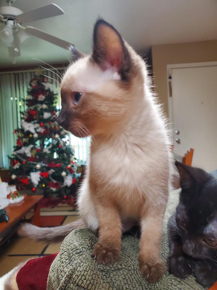 Cats for Adoption in Mesa, Arizona | Alpha Paw