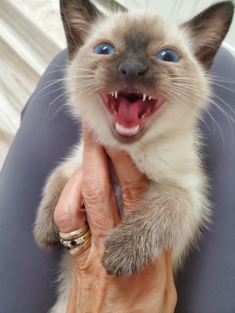 Cats for Adoption in Mesa, Arizona | Alpha Paw