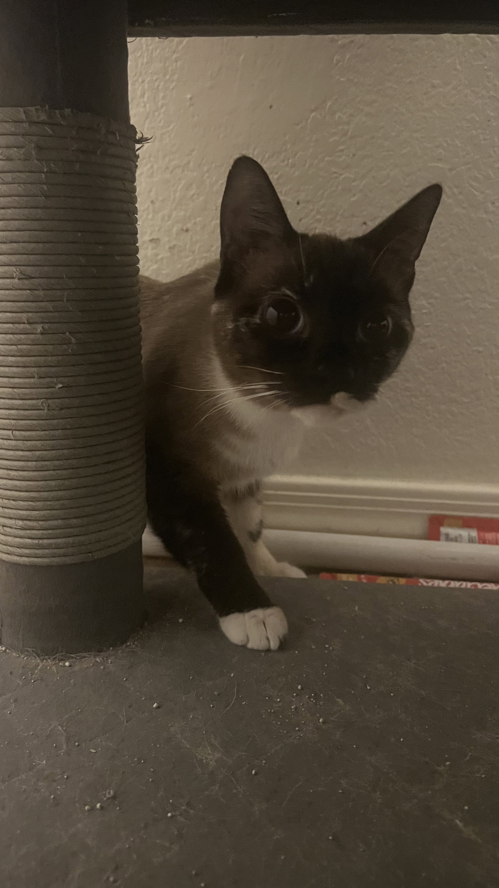 Cats for Adoption in Phoenix, Arizona | Alpha Paw