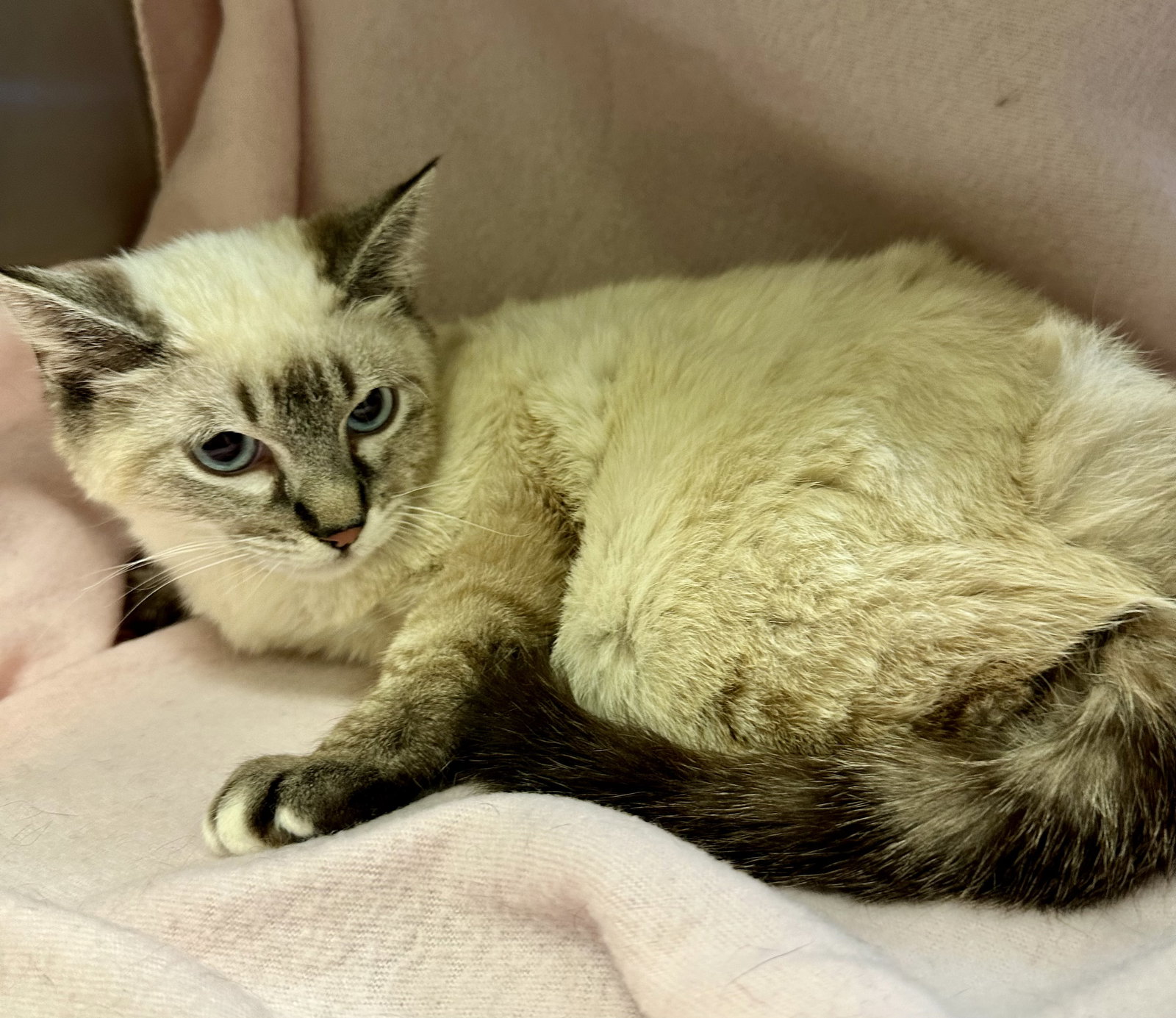 Cats for Adoption in Phoenix, Arizona | Alpha Paw