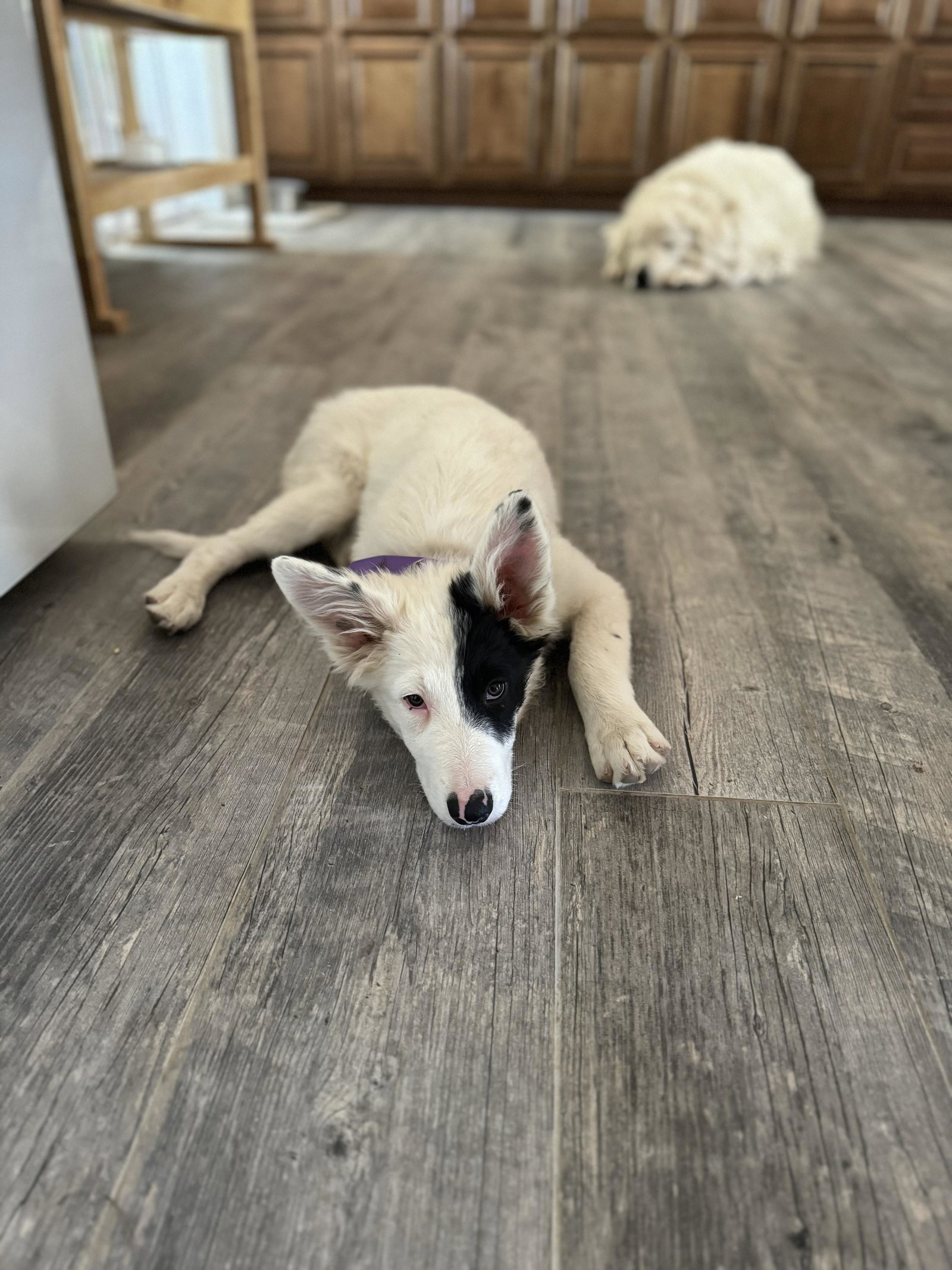Dog for Adoption - Sully **I'm Deaf**, a Border Collie in Maricopa ...