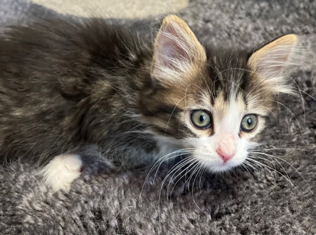 Cats for Adoption in Mesa, Arizona | Alpha Paw