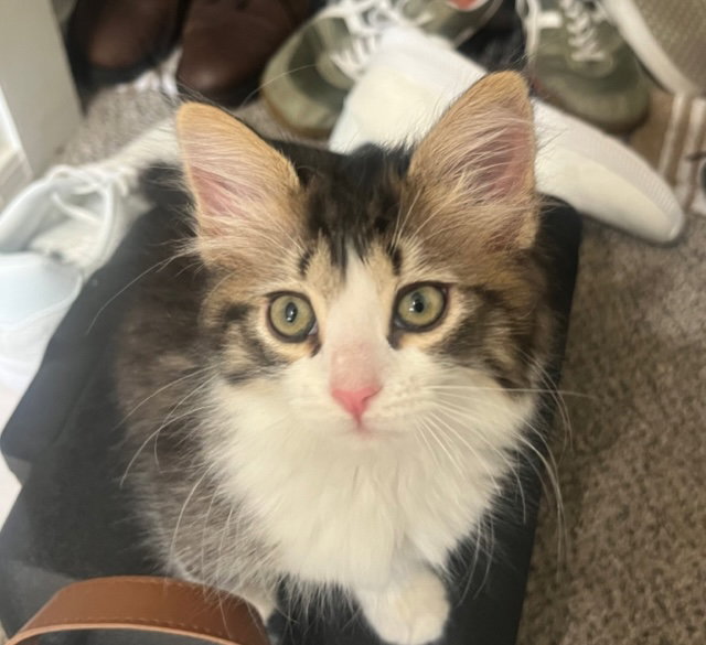 Cats for Adoption in Mesa, Arizona | Alpha Paw