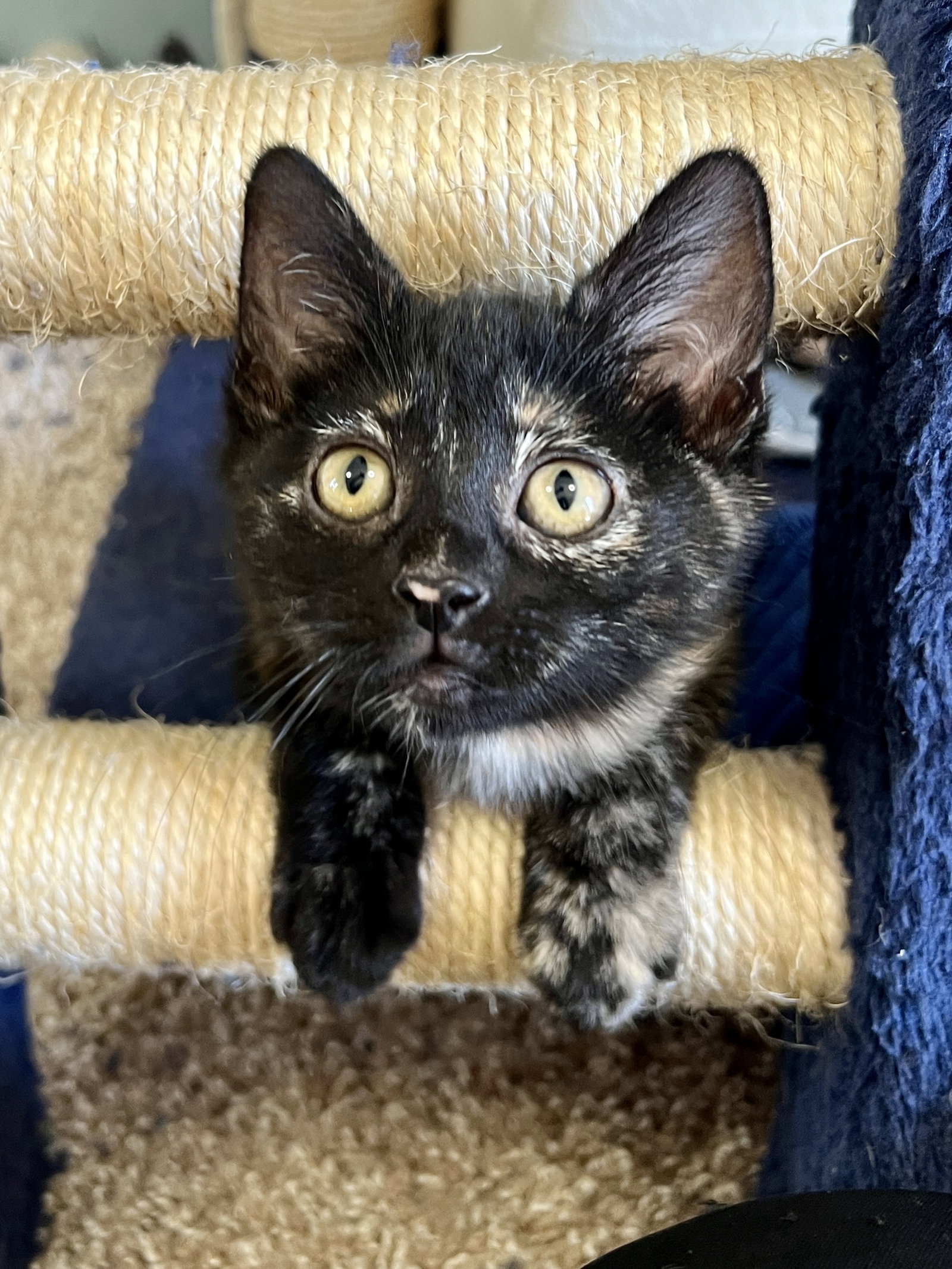 Cats for Adoption in Gilbert, Arizona | Alpha Paw