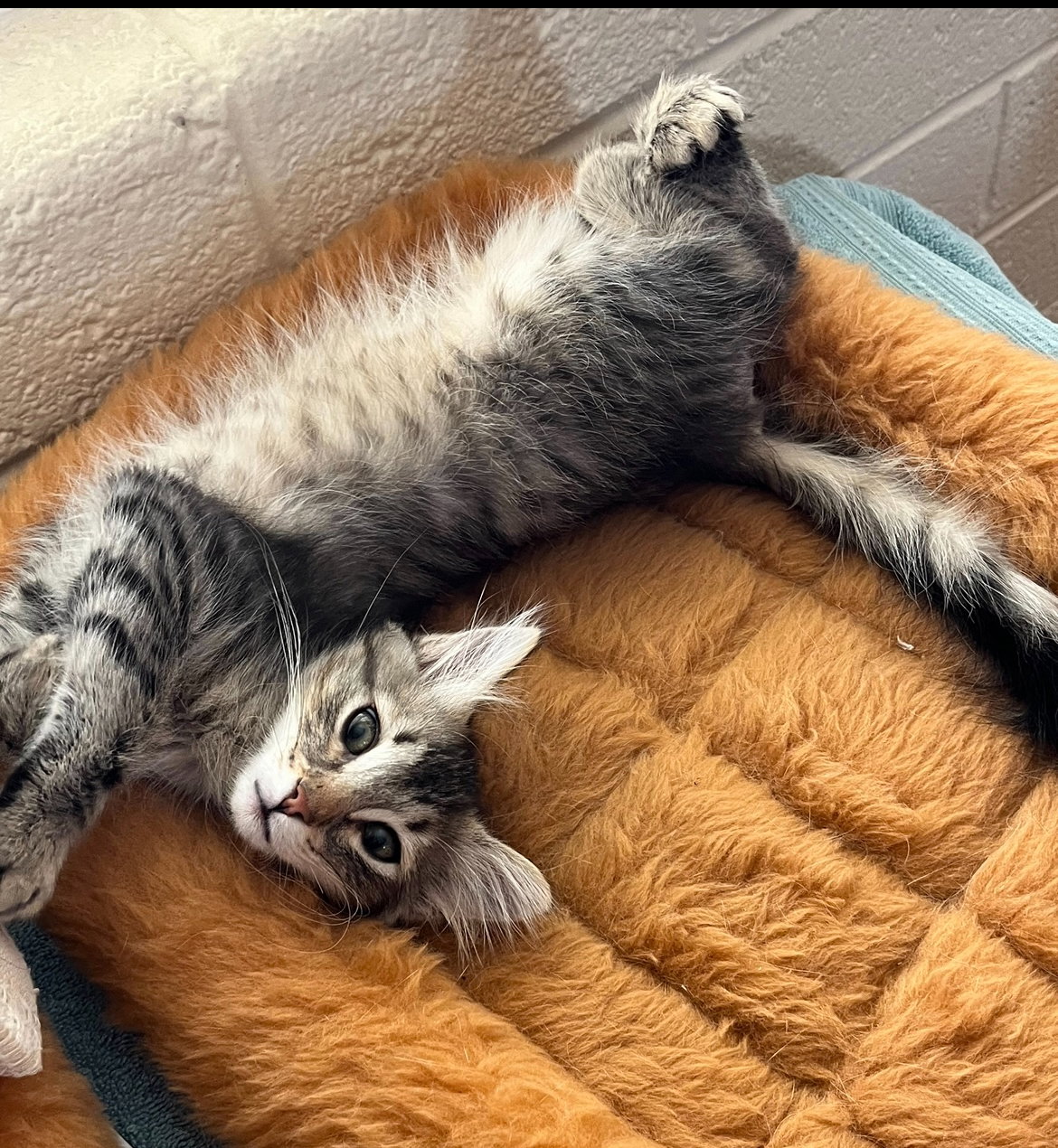 Cats for Adoption in Peoria, Arizona | Alpha Paw