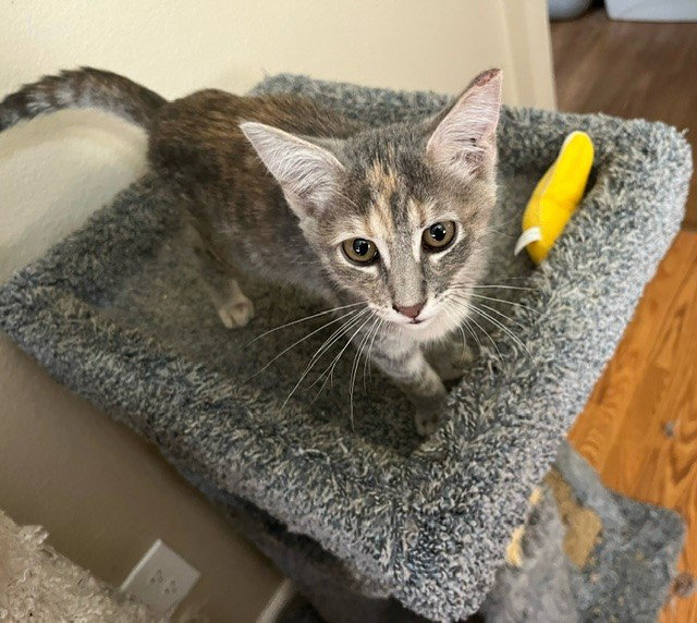 Cats for Adoption in Gold Canyon, Arizona | Alpha Paw