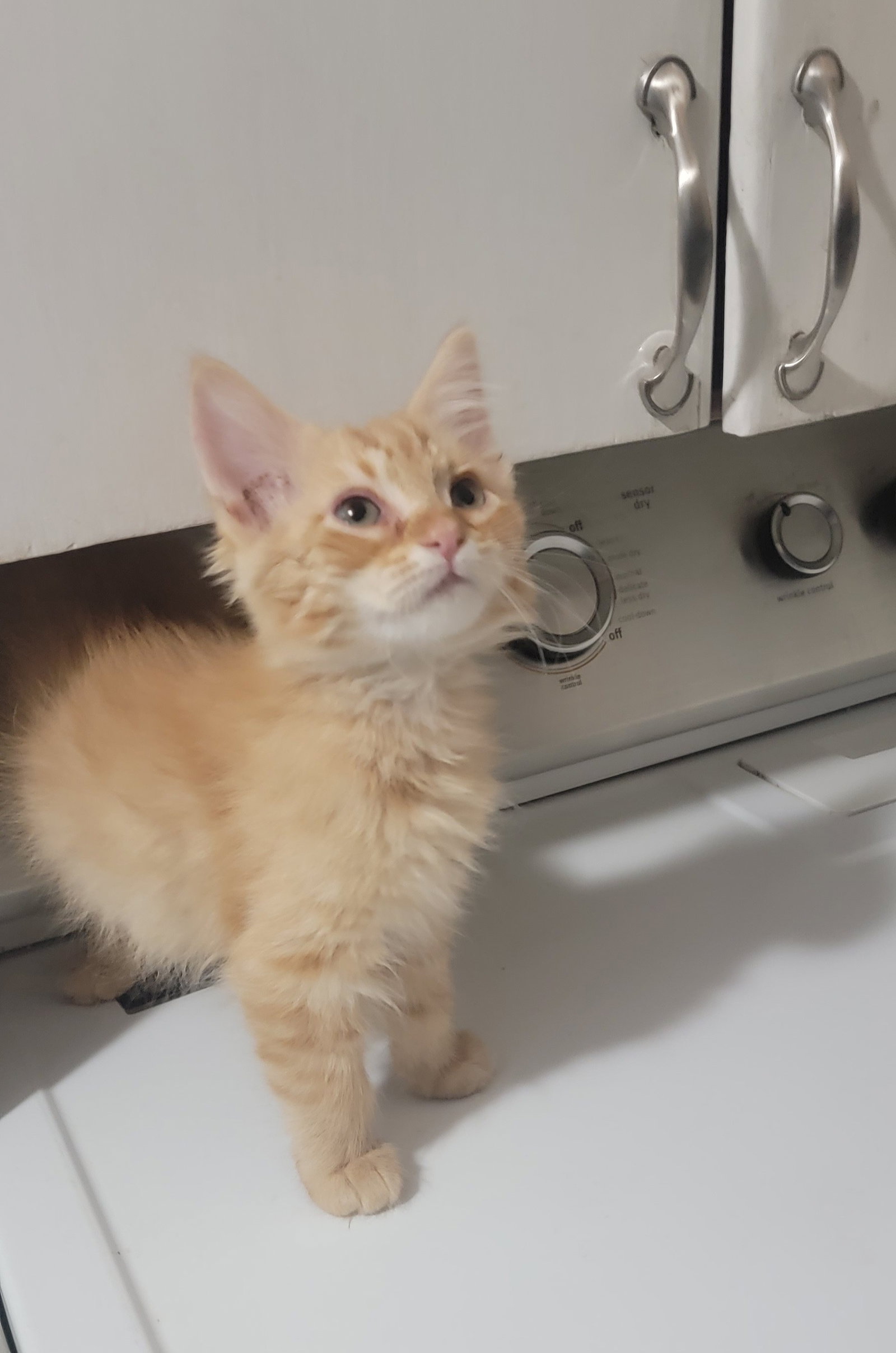 Cats for Adoption in Maricopa, Arizona | Alpha Paw