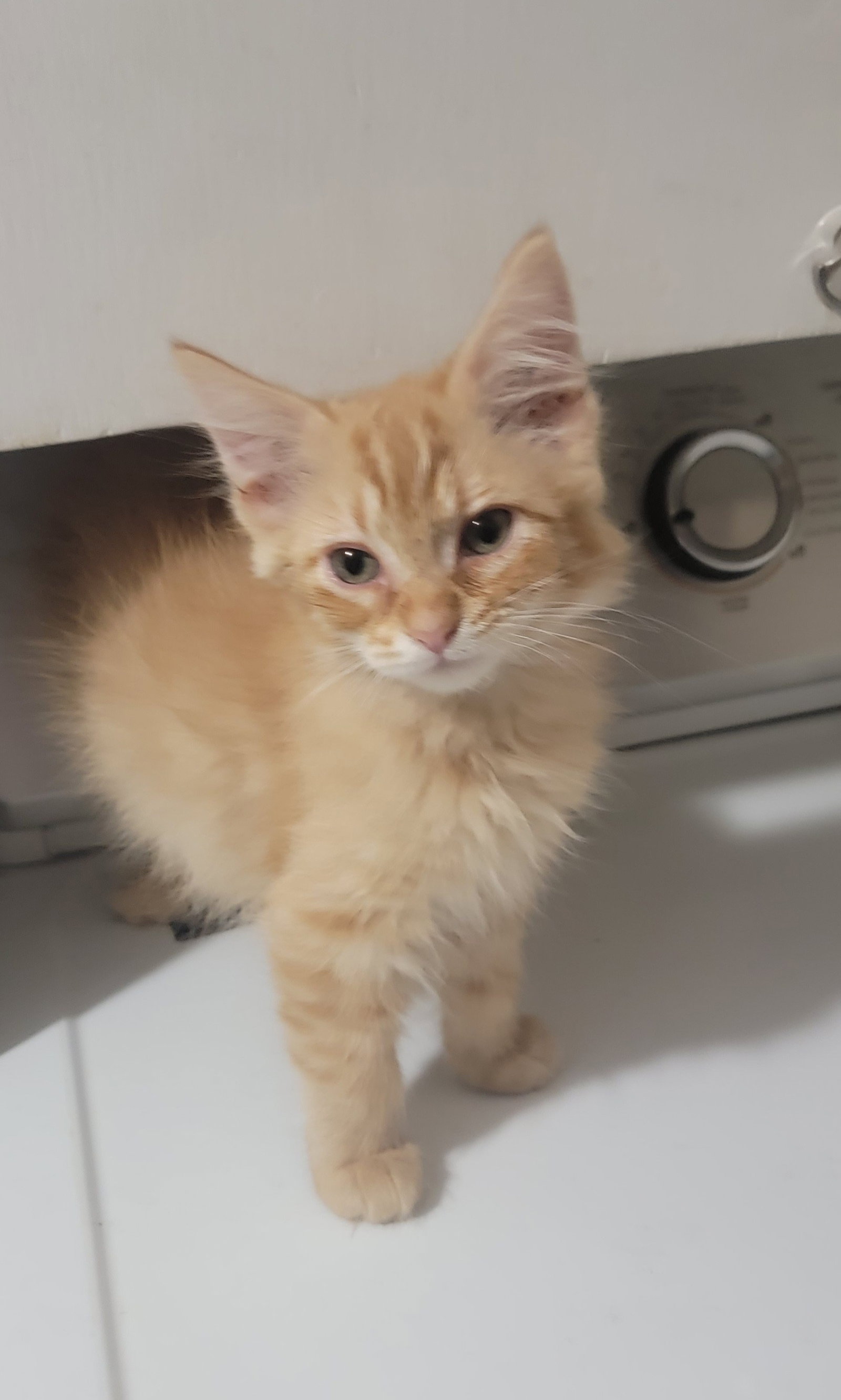 Cats for Adoption in Maricopa, Arizona | Alpha Paw