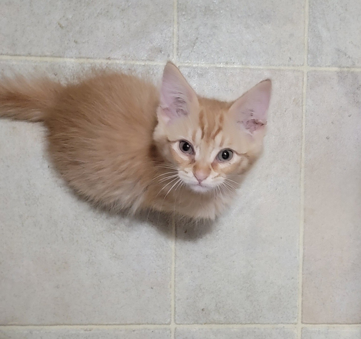 Cats for Adoption in Maricopa, Arizona | Alpha Paw