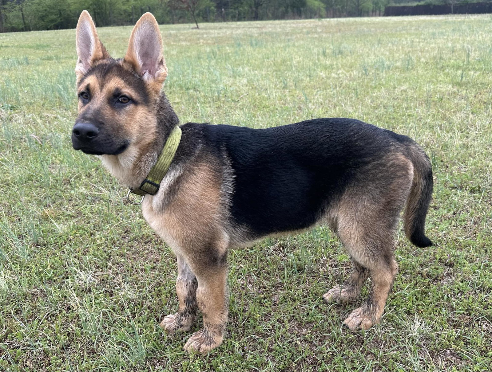 Dog for Adoption - Cosmo - Adoption pending, a German Shepherd Dog in ...