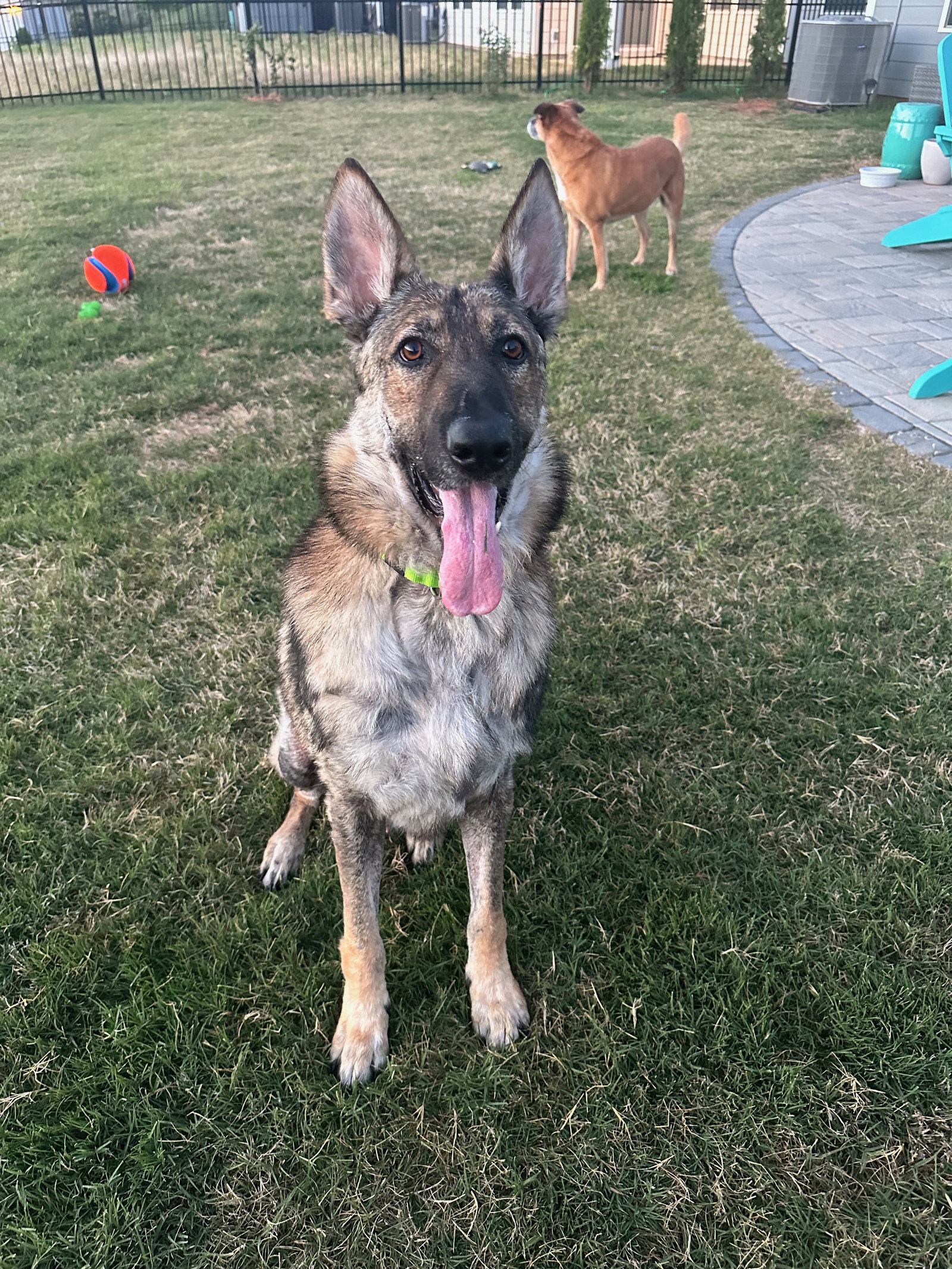Dog for Adoption - Akin, a German Shepherd Dog in Enfield, NC | Alpha Paw