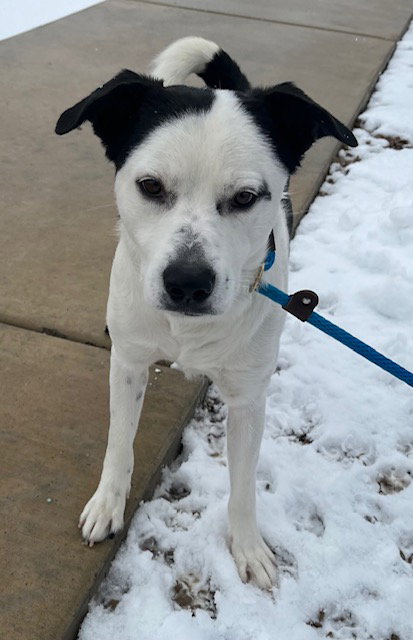 Dog for Adoption - Colton, a Border Collie in Clifton, CO | Alpha Paw