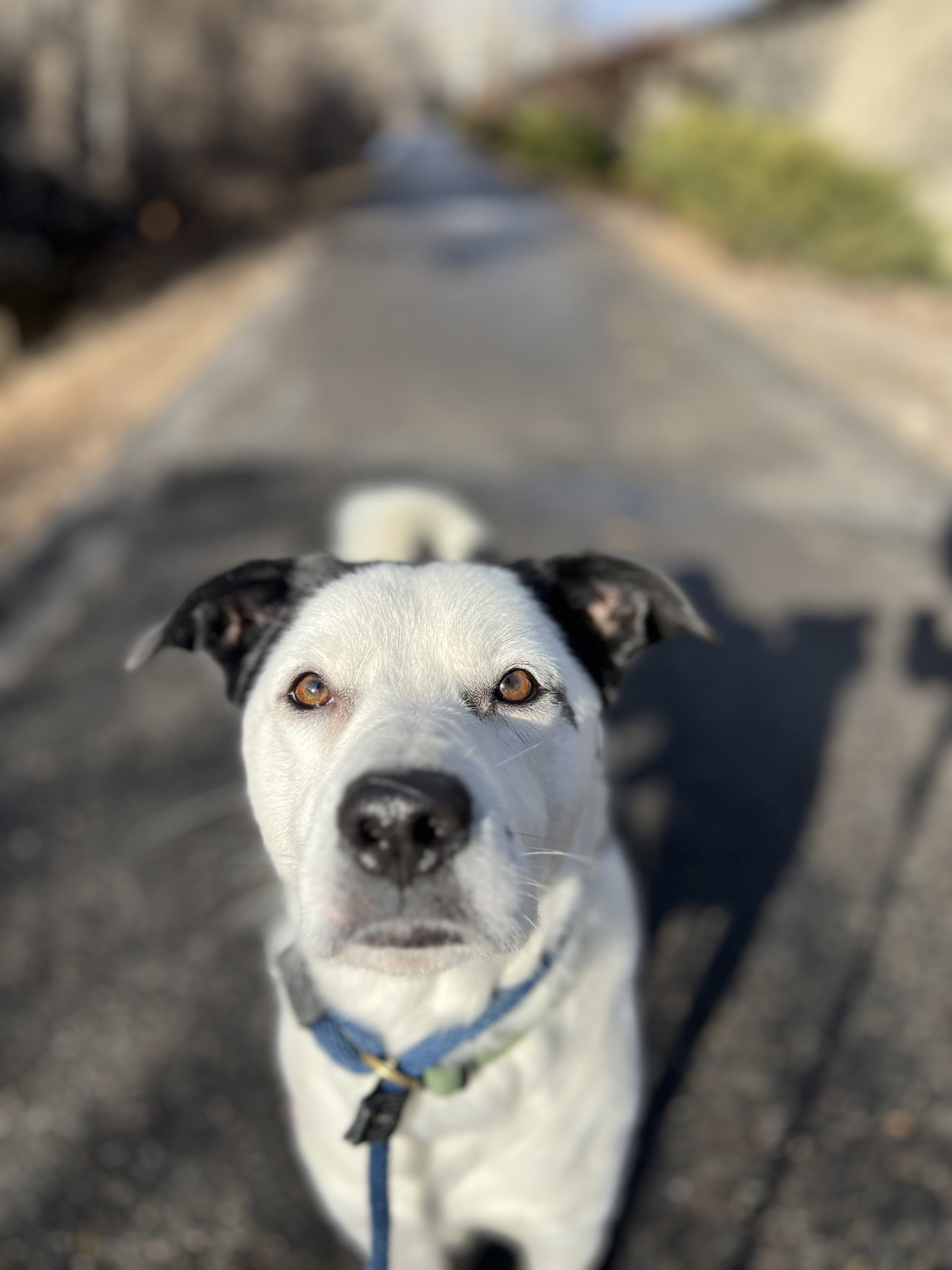 Dog for Adoption - Colton, a Border Collie in Clifton, CO | Alpha Paw