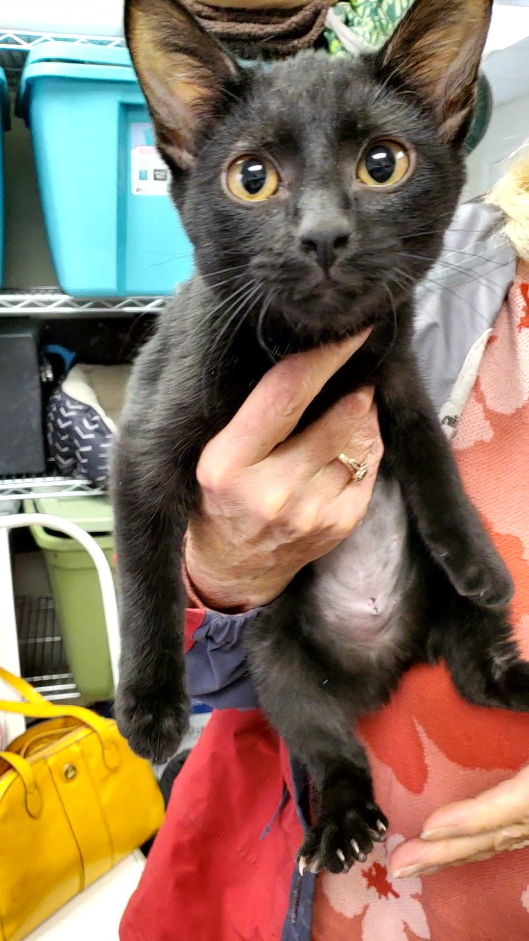 Cat adoption in Grand Junction, CO 81503: Domestic Short Hair / Mixed ...