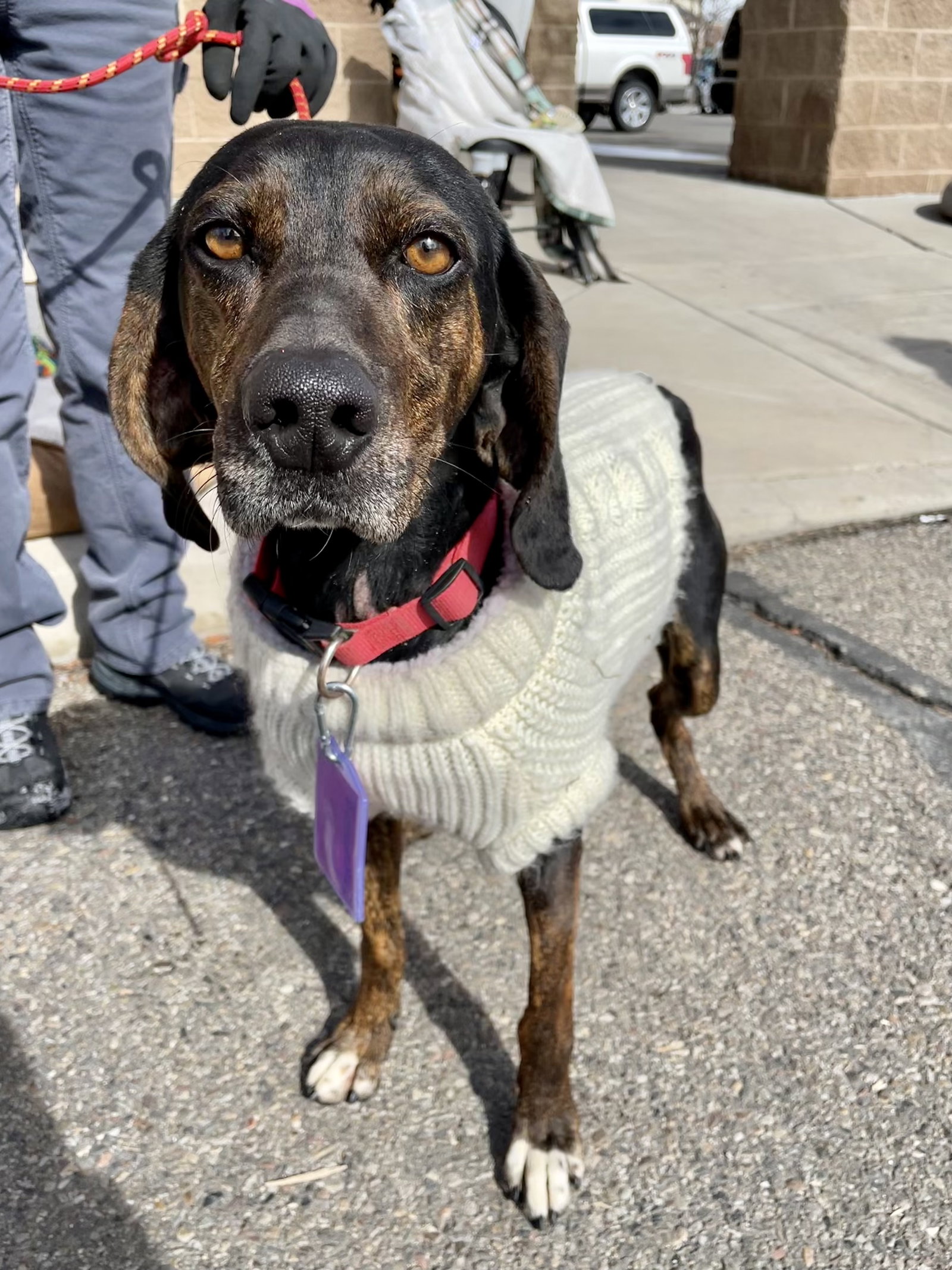 Dog for Adoption - Buttercup, a Hound in Grand Junction, CO | Alpha Paw