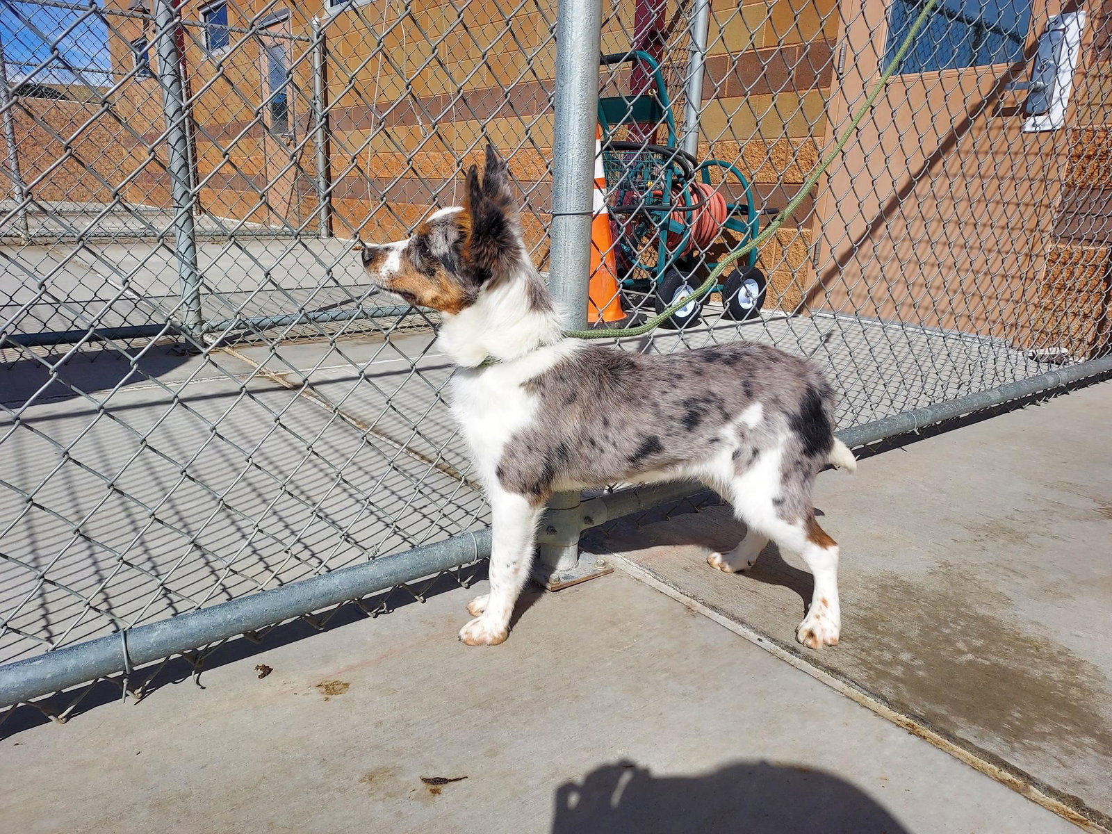Dog for Adoption - Pepe, a Australian Cattle Dog/Blue Heeler in ...