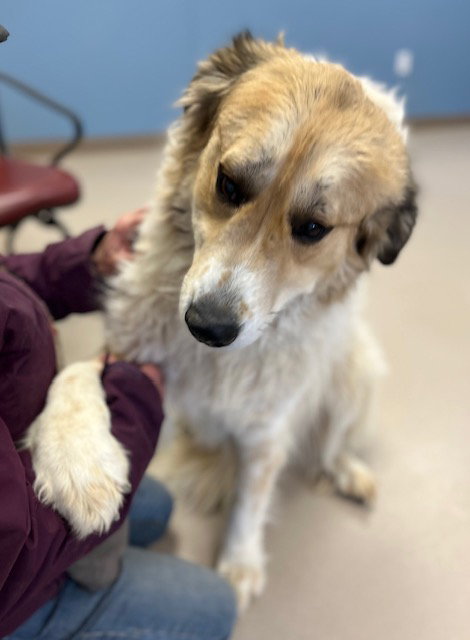 Dog for Adoption - Kida, a Great Pyrenees in Orchard Mesa, CO | Alpha Paw