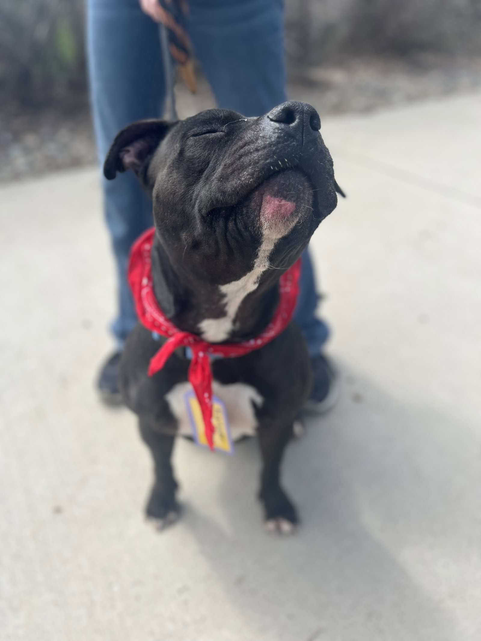Dog for Adoption - Ranger, a Black Labrador Retriever in Redlands, CO | Alpha Paw