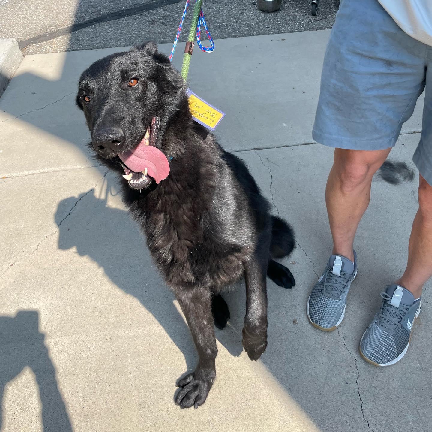 Dog for Adoption - Logan, a German Shepherd Dog in Grand Junction, CO ...