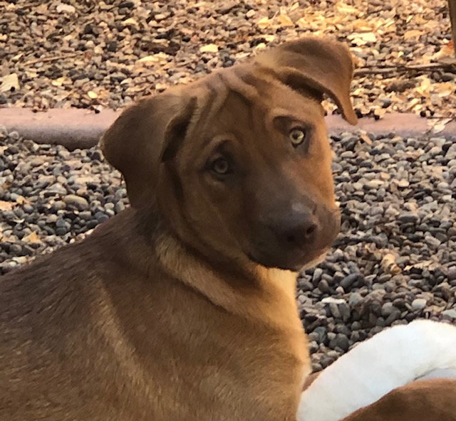Dog adoption in Grand Junction, CO 81503: Shepherd / Mixed (medium coat ...