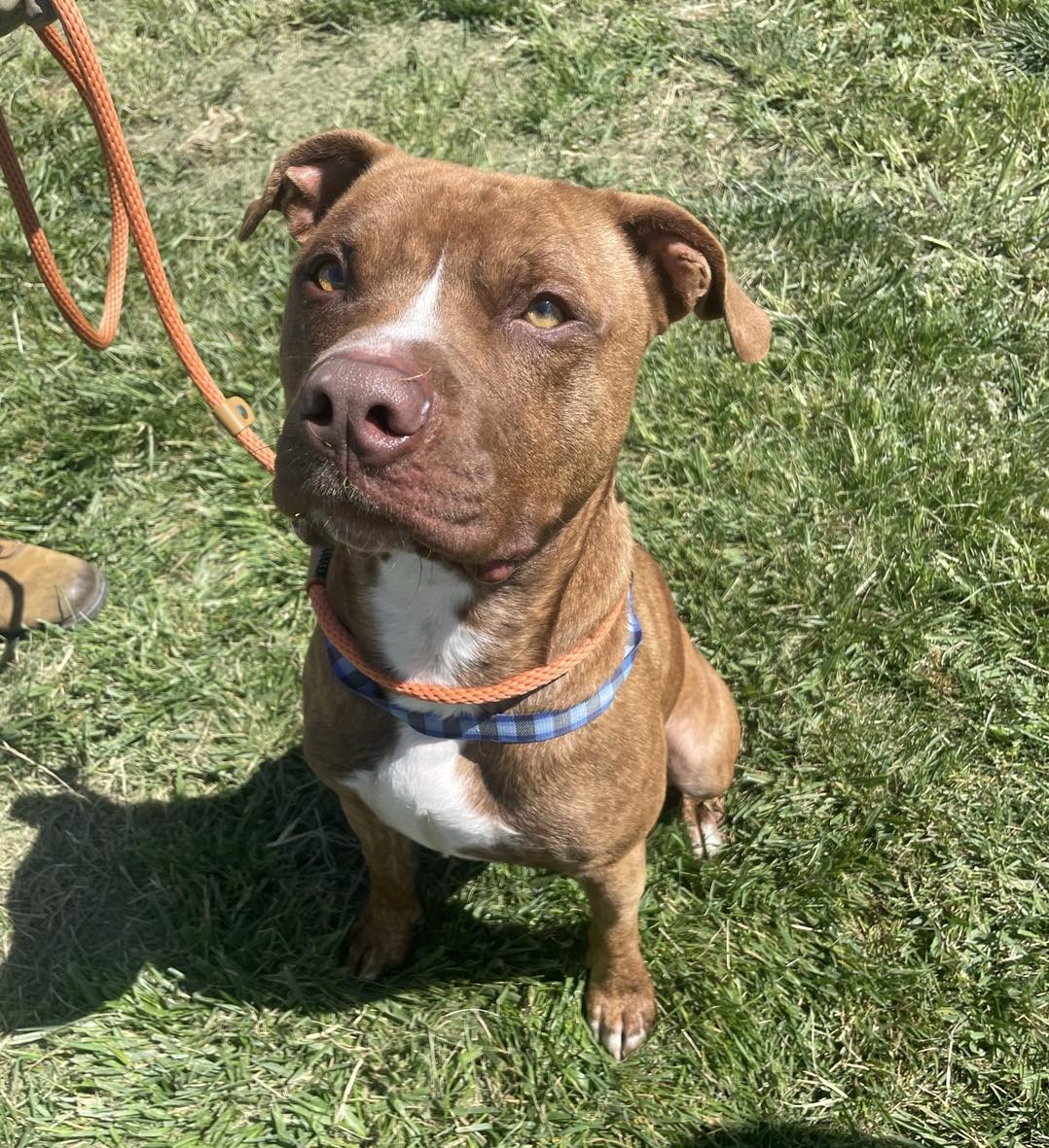 Dog adoption in Grand Junction, CO 81503: American Pit Bull Terrier ...