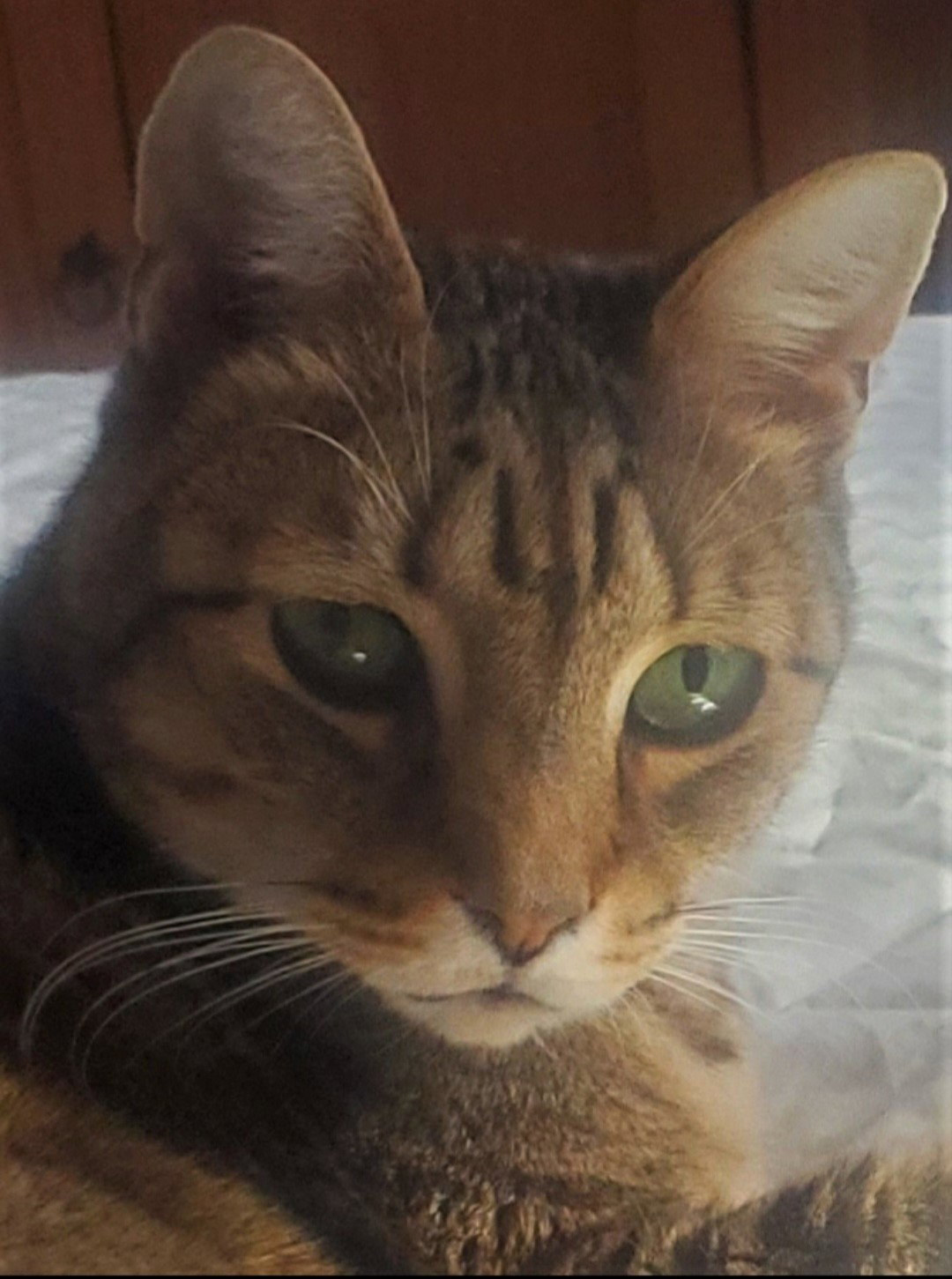 Cats for Adoption in Milton, Massachusetts | Alpha Paw