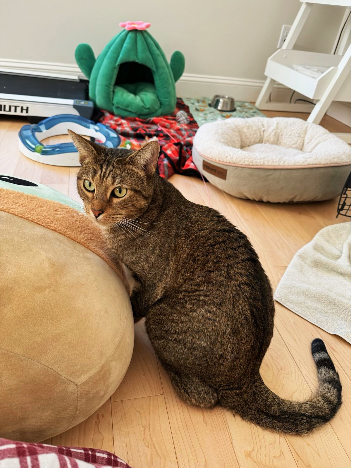 Cats for Adoption in North Andover, Massachusetts | Alpha Paw