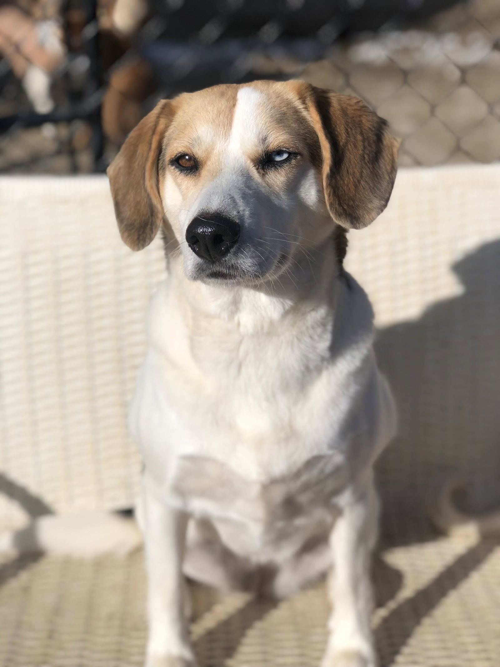 Dog for Adoption - Magnolia, a Beagle in Springvale, ME | Alpha Paw