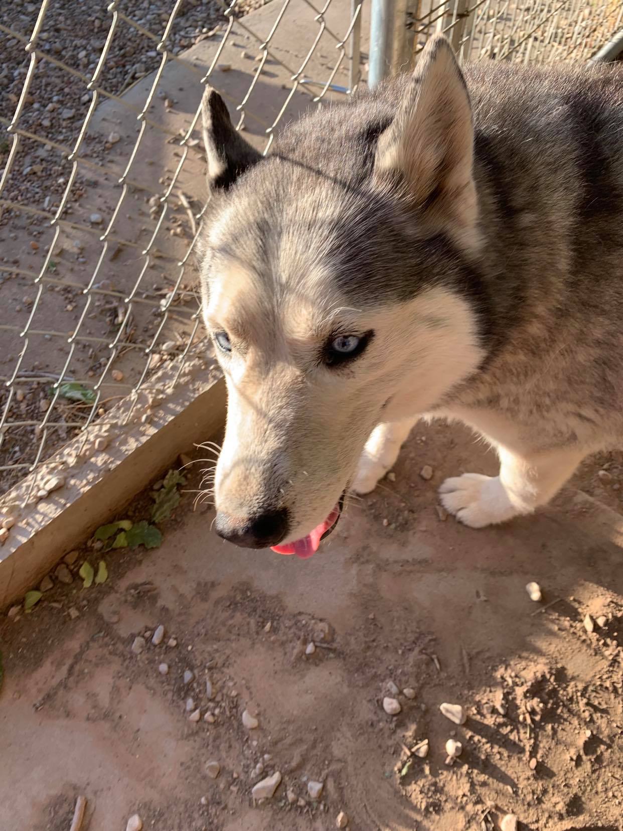 Dog for Adoption - Maia (Senior dog), a Siberian Husky in Belen, NM ...
