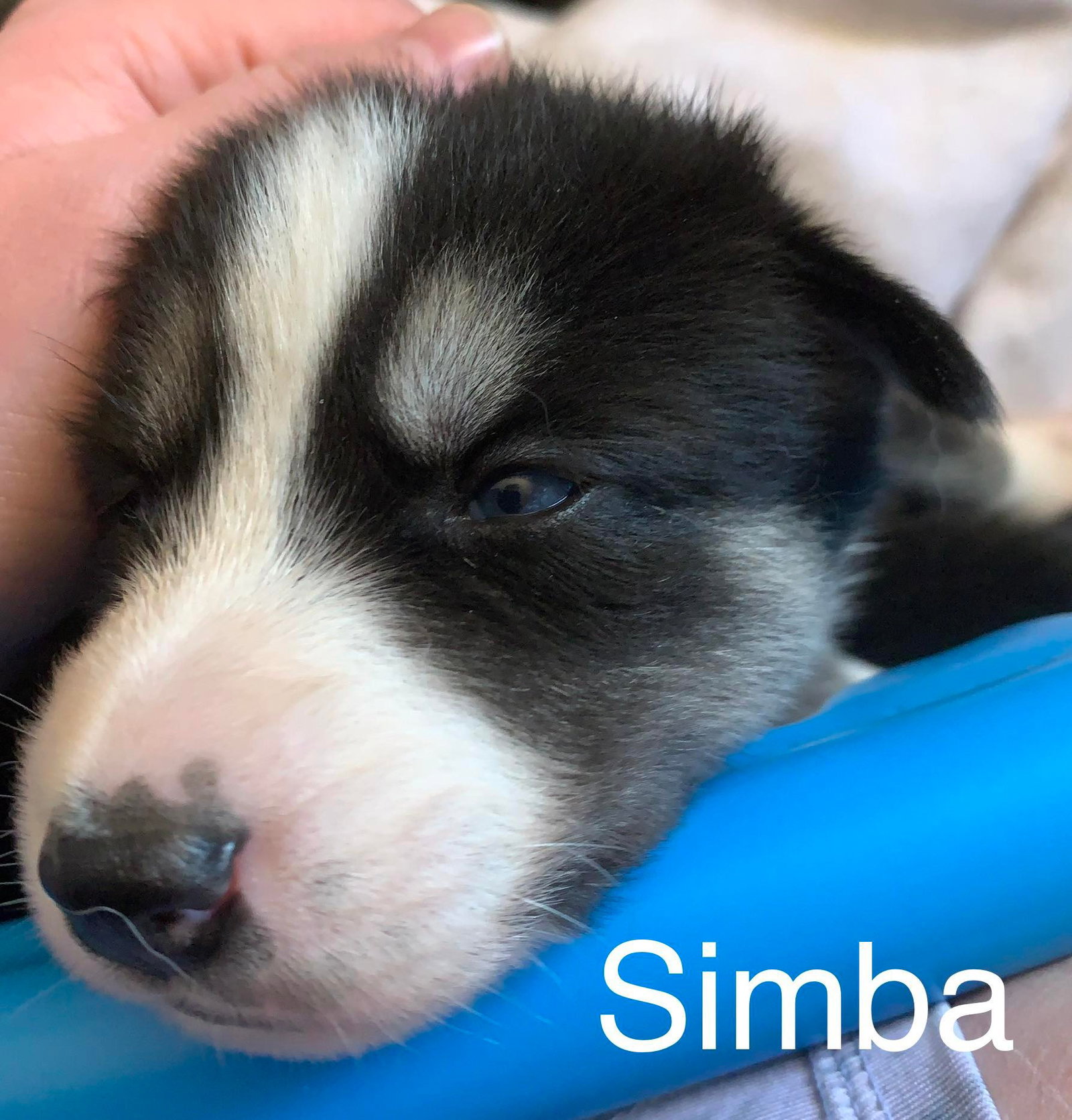 Simba's Web Page