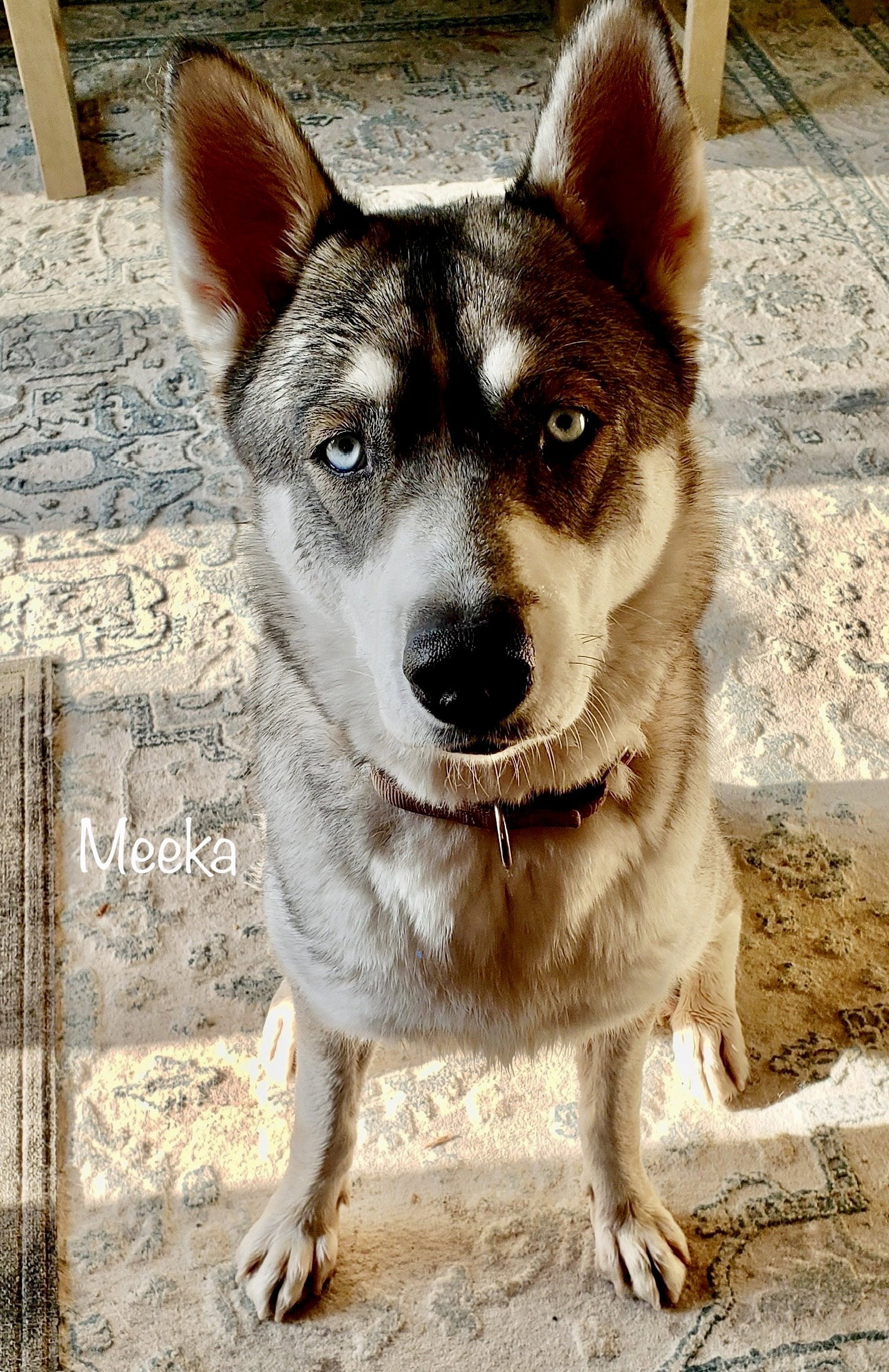 Meeka's Web Page