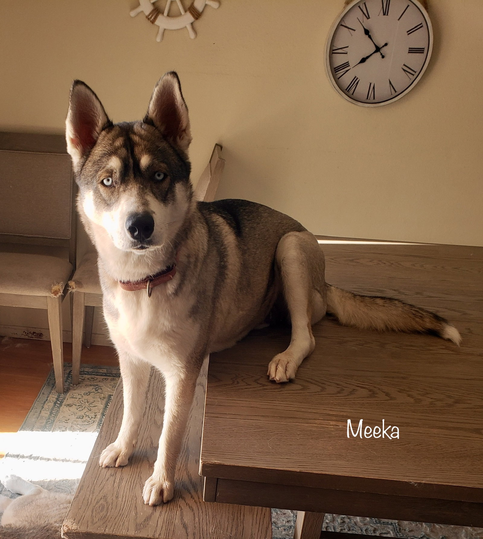 Dog for Adoption - Meeka, a Siberian Husky in Meadow Lake, NM | Alpha Paw