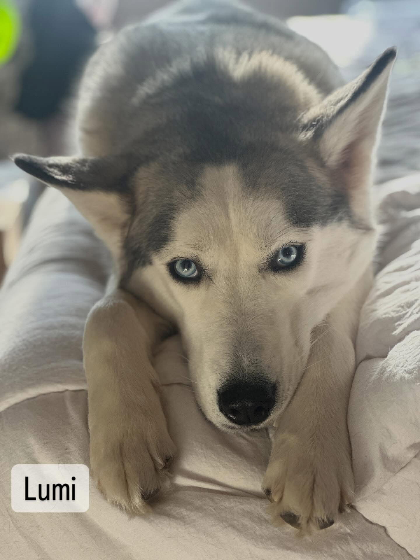 Lumi's Web Page