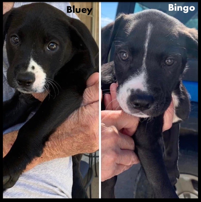 Dog for Adoption - Bluey, a Labrador Retriever in Upper Pohatcong, NJ ...