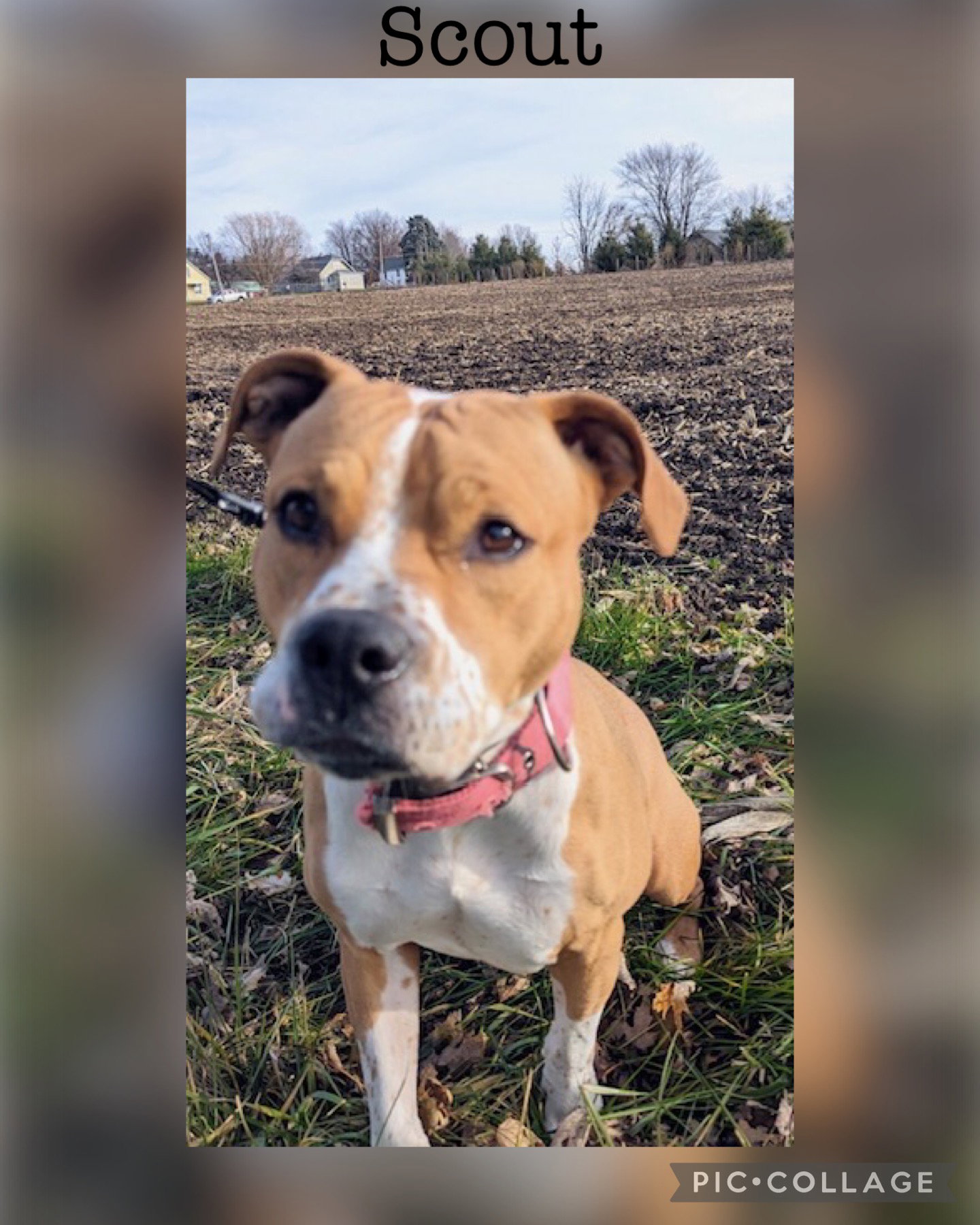 Dog for Adoption - Scout, a American Pit Bull Terrier in Rock Island ...
