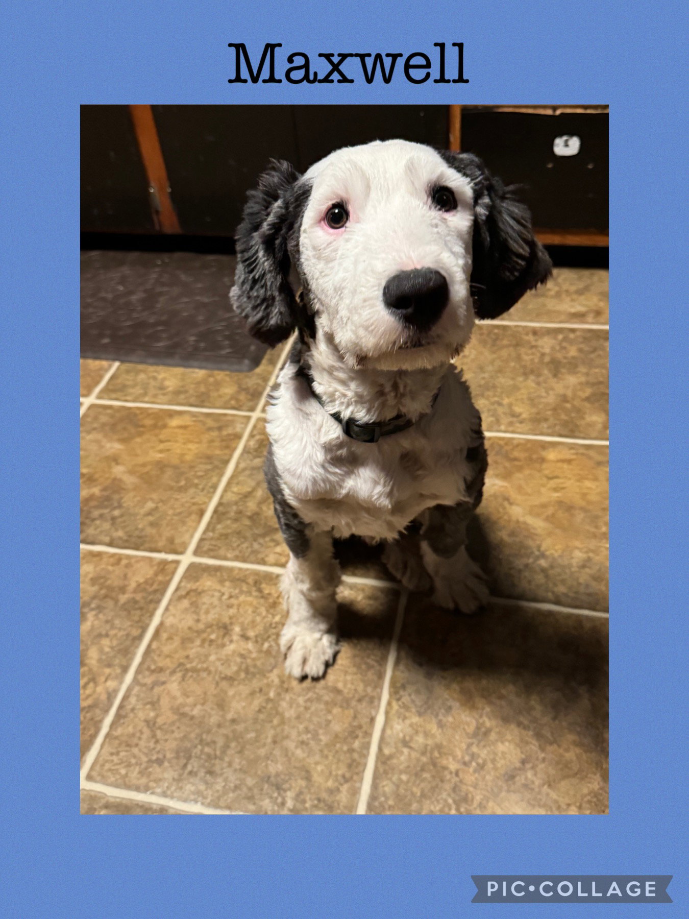 Dog adoption in Kewanee, IL 61443: English Sheepdog Dog "Maxwell"