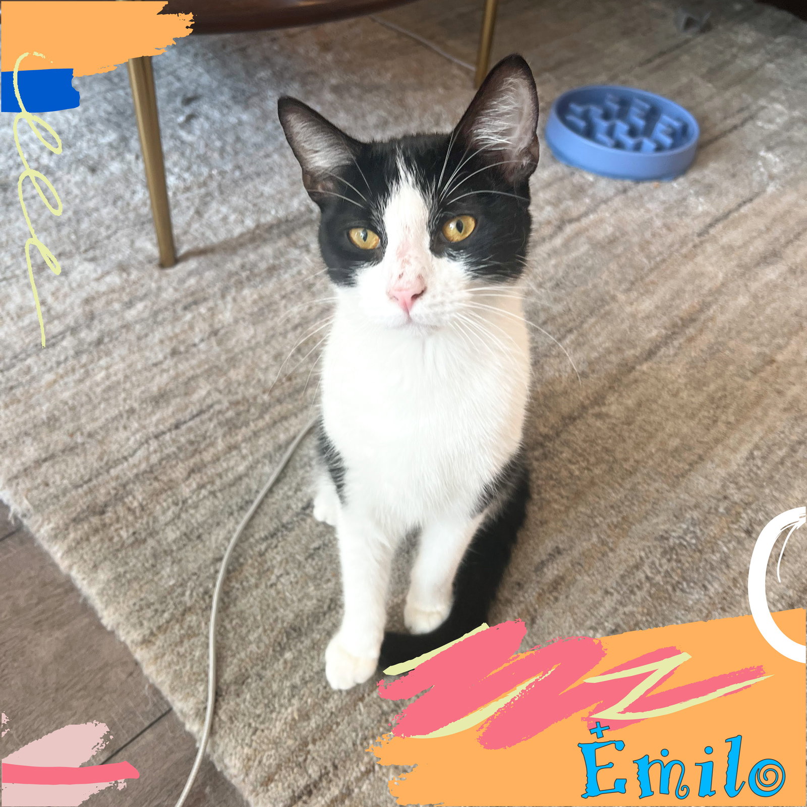 Cat adoption in Bronx, NY 10475: Domestic Short Hair (short coat) Cat ...