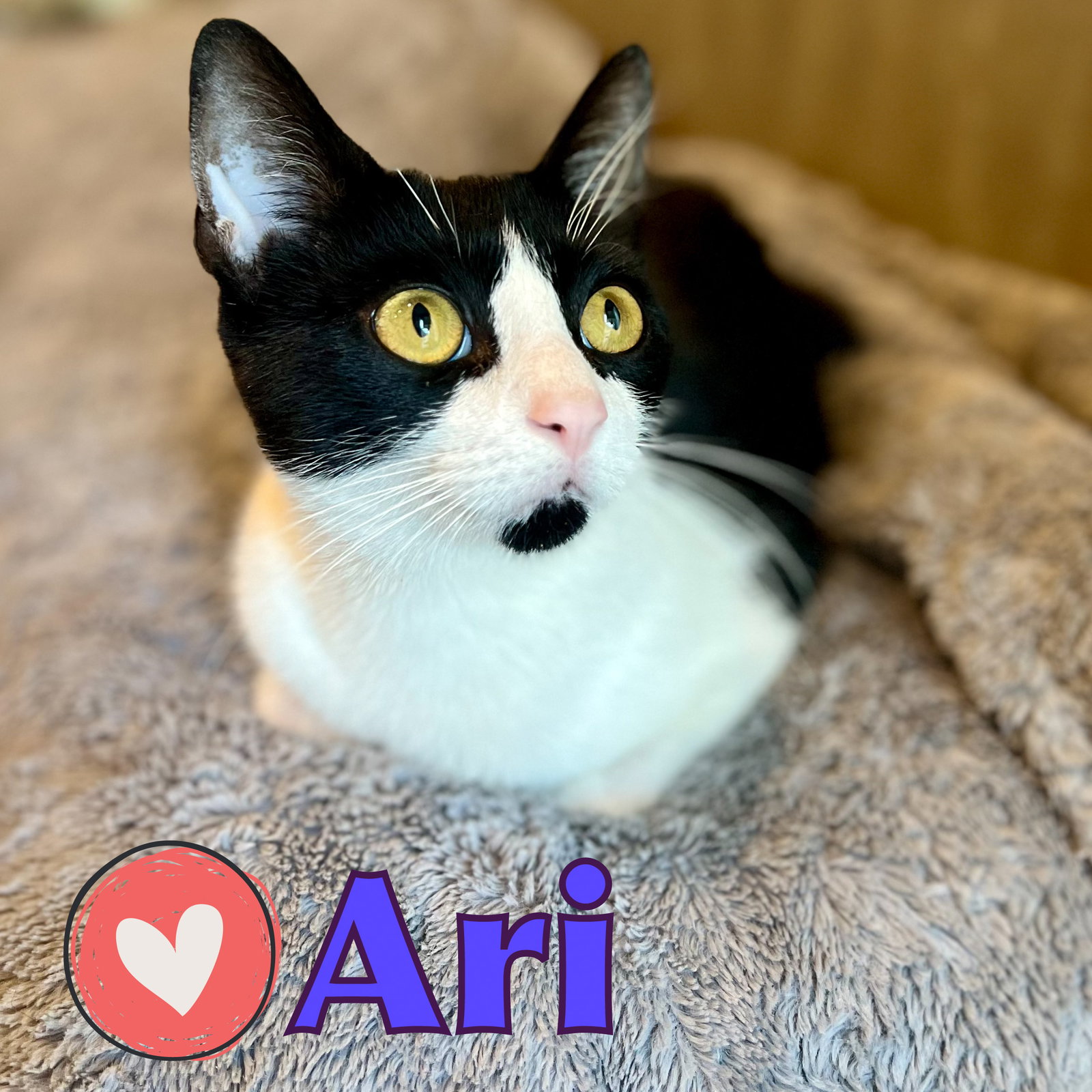 Cats for Adoption in Pemberwick, Connecticut | Alpha Paw