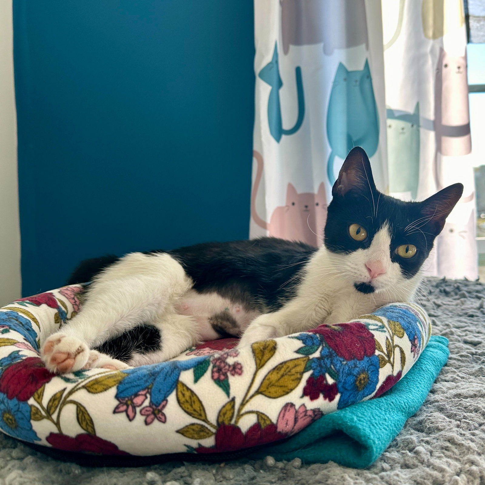 Cats for Adoption in Pemberwick, Connecticut | Alpha Paw