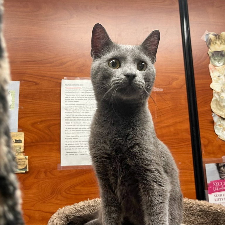 Cat adoption in Bronx, NY 10475: Domestic Short Hair / Russian Blue ...