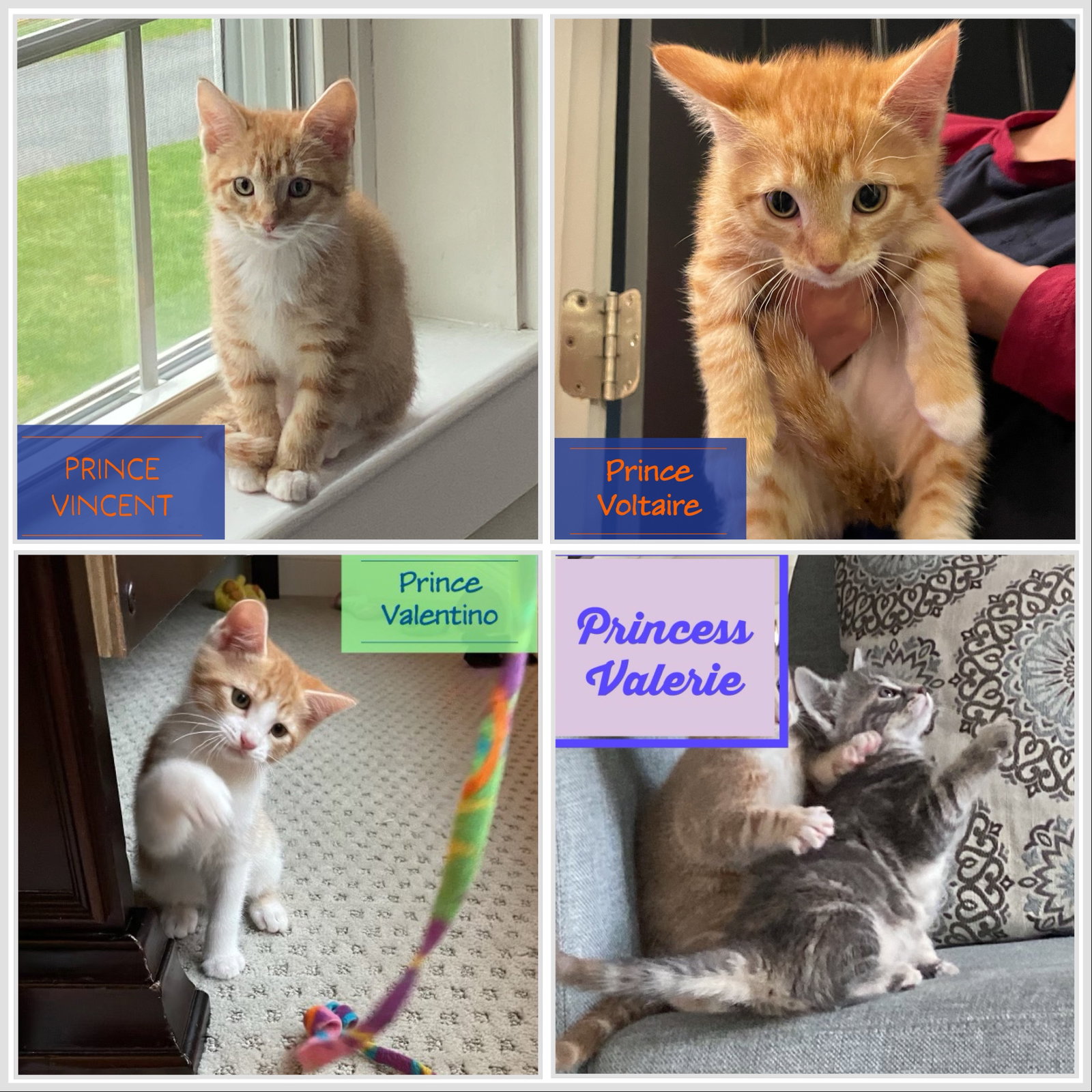The Royal Litter !'s Web Page