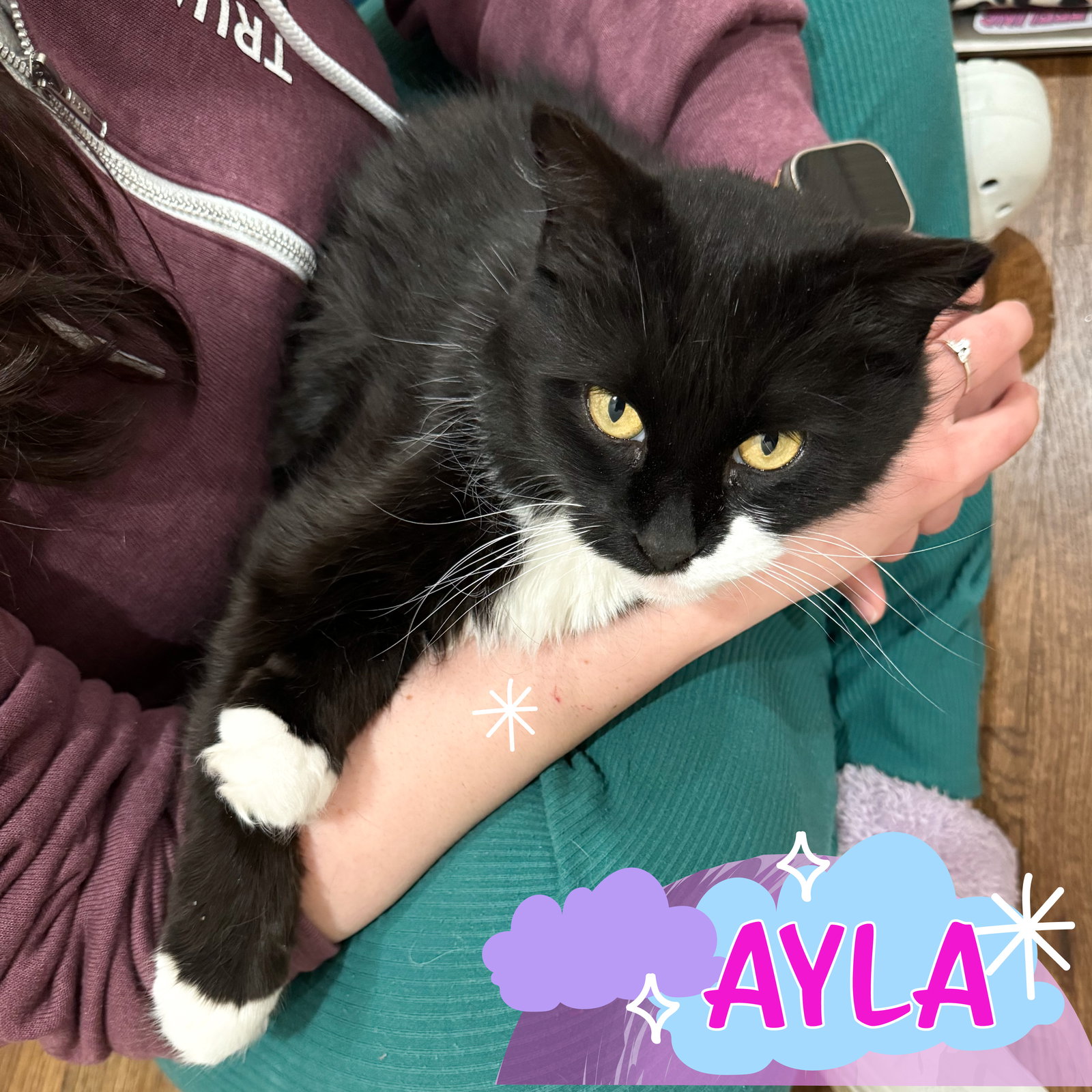 Cat adoption in Bronx, NY 10475: Domestic Long Hair (long coat) Cat "“Ayla” an affectionate ...