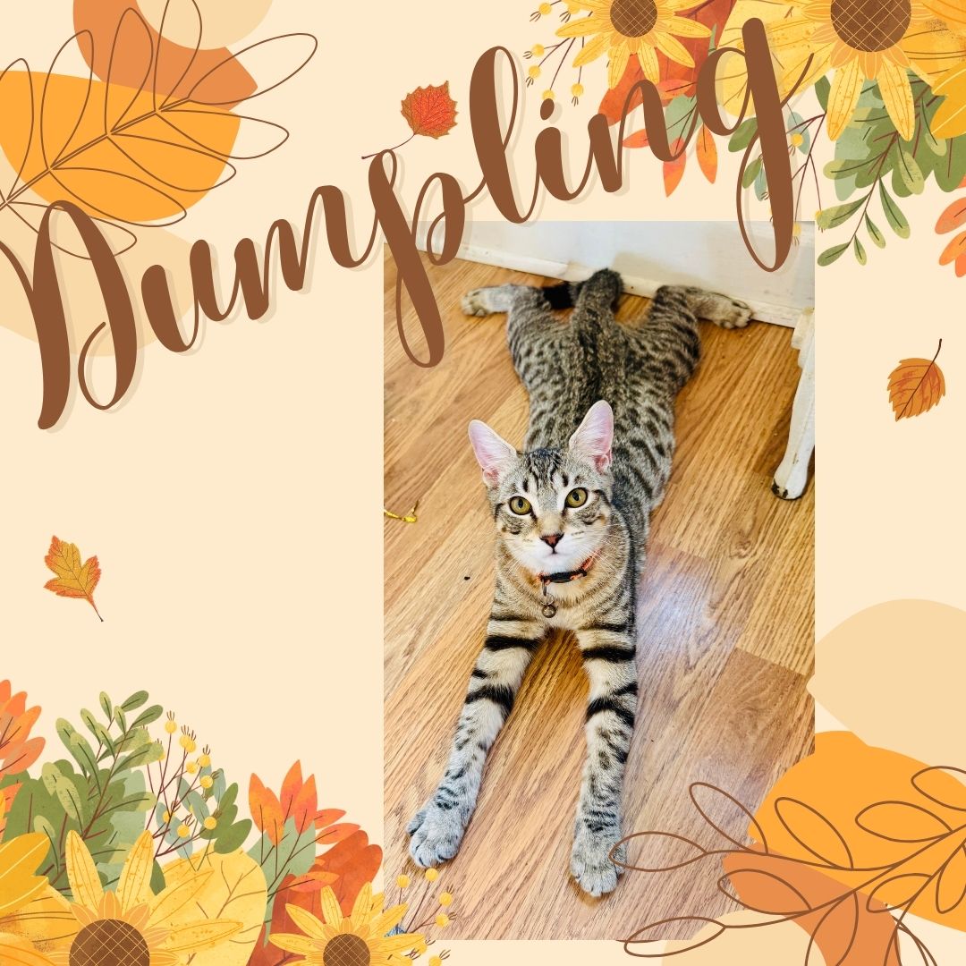 Dumpling's Web Page