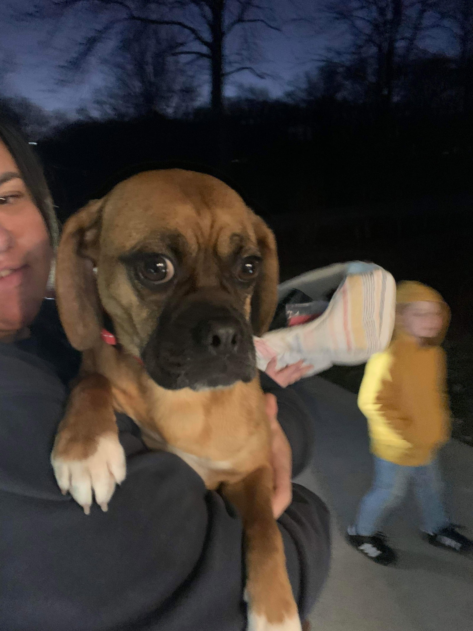 Dog for Adoption - Mags, a Pug in Normandy, MO | Alpha Paw