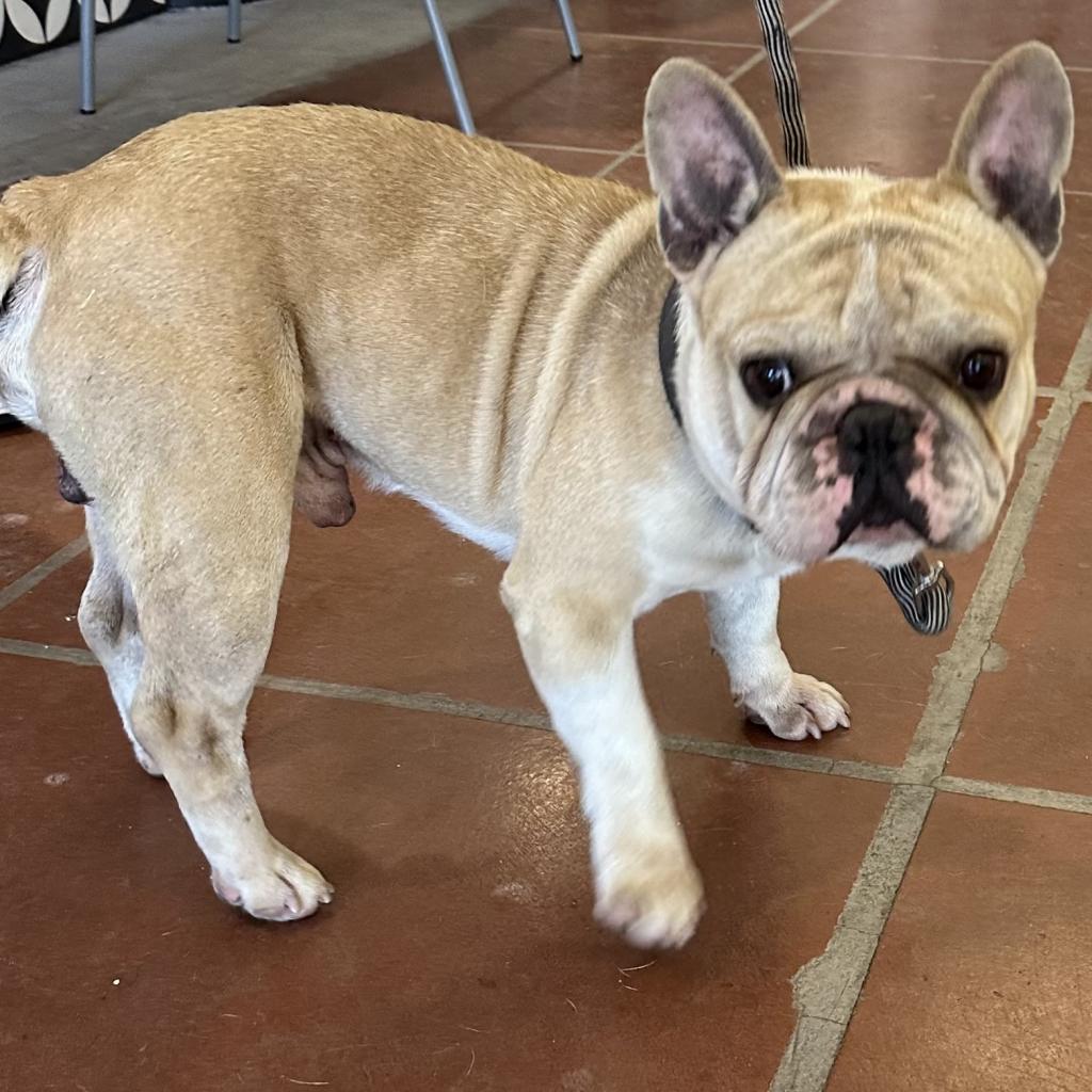 Dog for Adoption - Pip, a French Bulldog in Los Angeles, CA | Alpha Paw