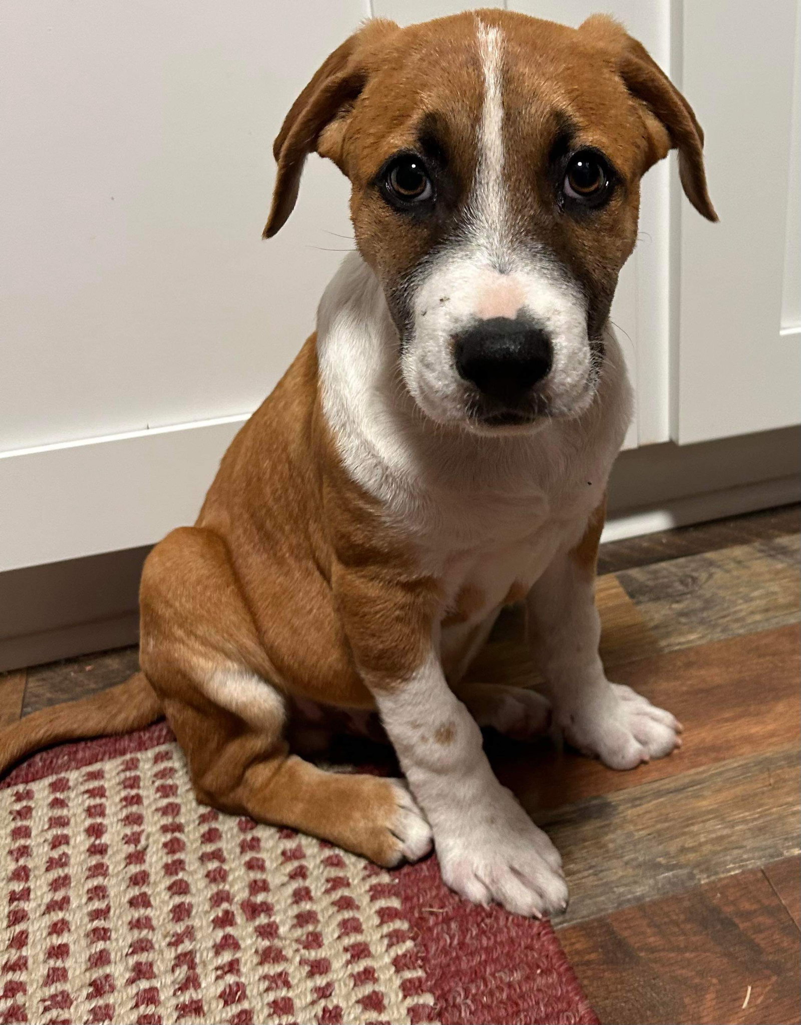 Dog for Adoption - Morrison, a Labrador Retriever in Winston Salem, NC ...